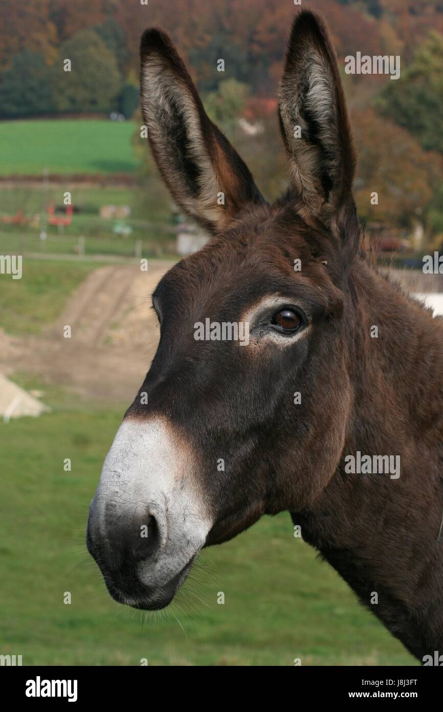 Mules horse hi-res stock photography and images - Alamy