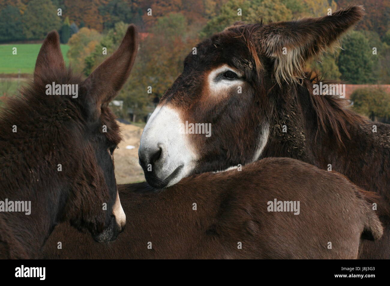 Mules horse hi-res stock photography and images - Alamy