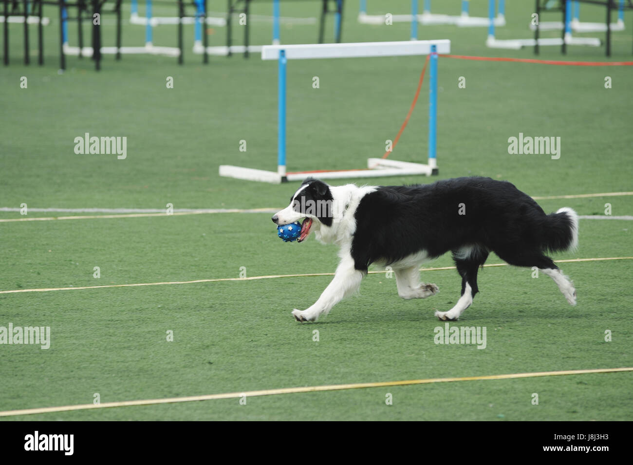 game, tournament, play, playing, plays, played, ball, animal, pet ...