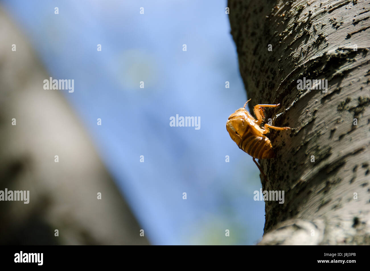 tree, insect, japanese, japan, cicada, macro, close-up, macro admission ...