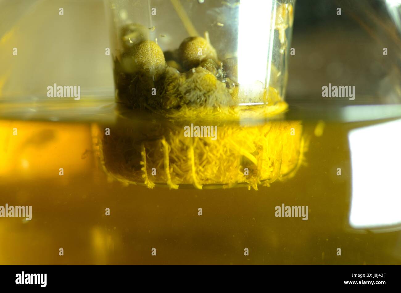 Chamomile tea plant hi-res stock photography and images - Alamy
