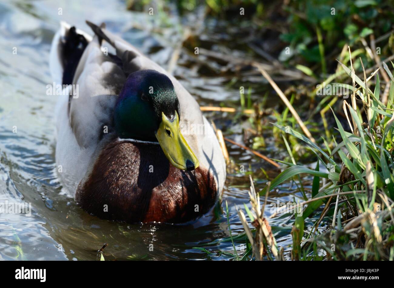 Common Mallard High Resolution Stock Photography and Images - Alamy