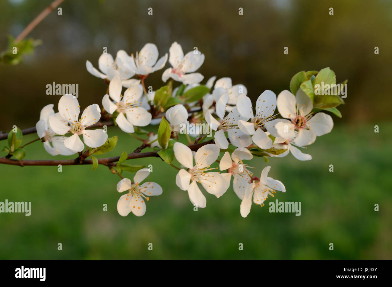 Beautiful Tree Flowers in the Spring Stock Photo - Alamy
