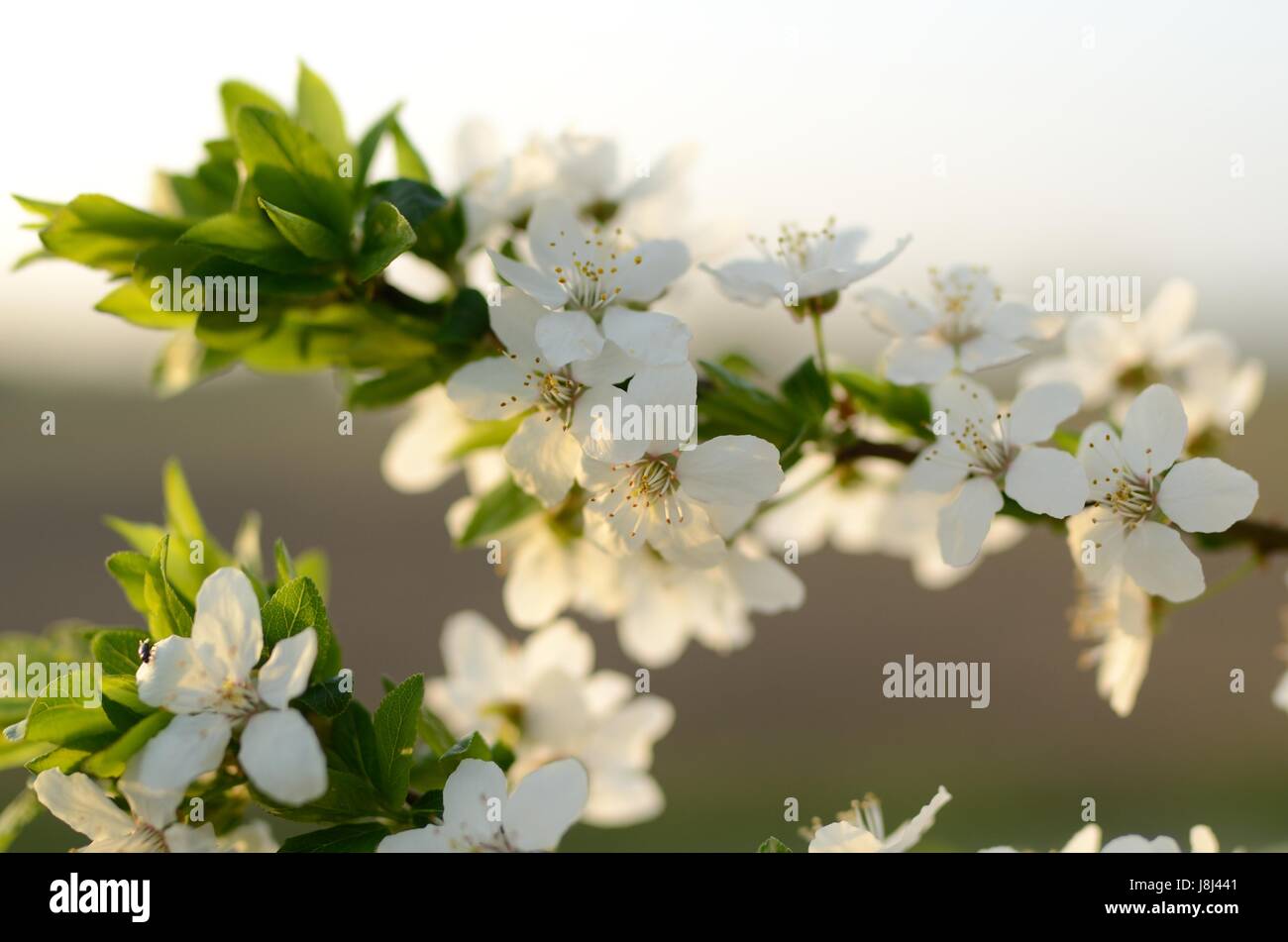 Beautiful Tree Flowers in the Spring Stock Photo - Alamy
