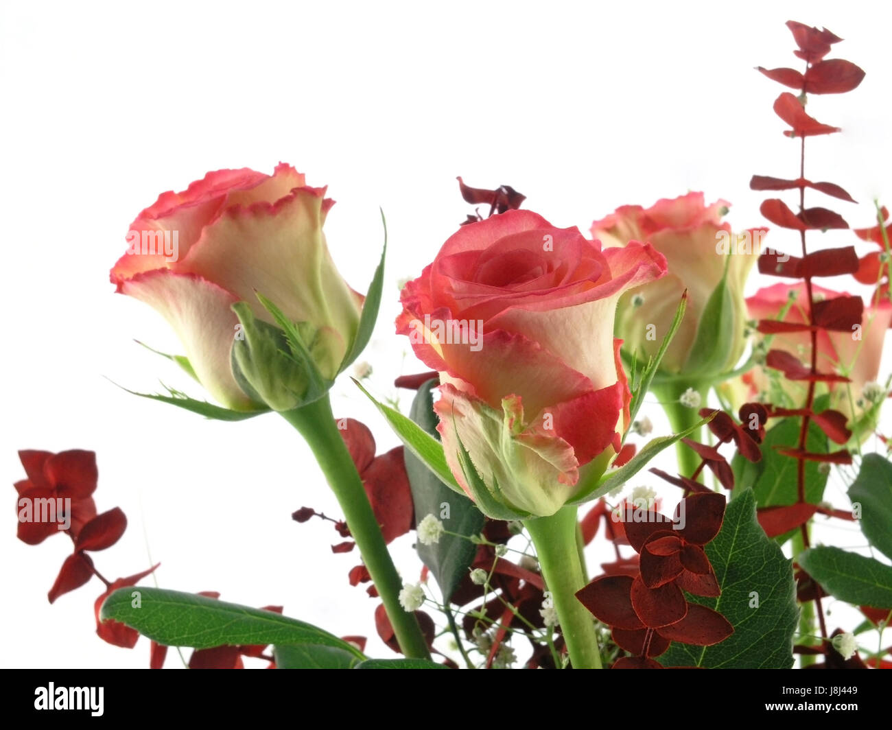 arrangement, isolated, colour, flower, plant, rose, flowers, roses, bud ...