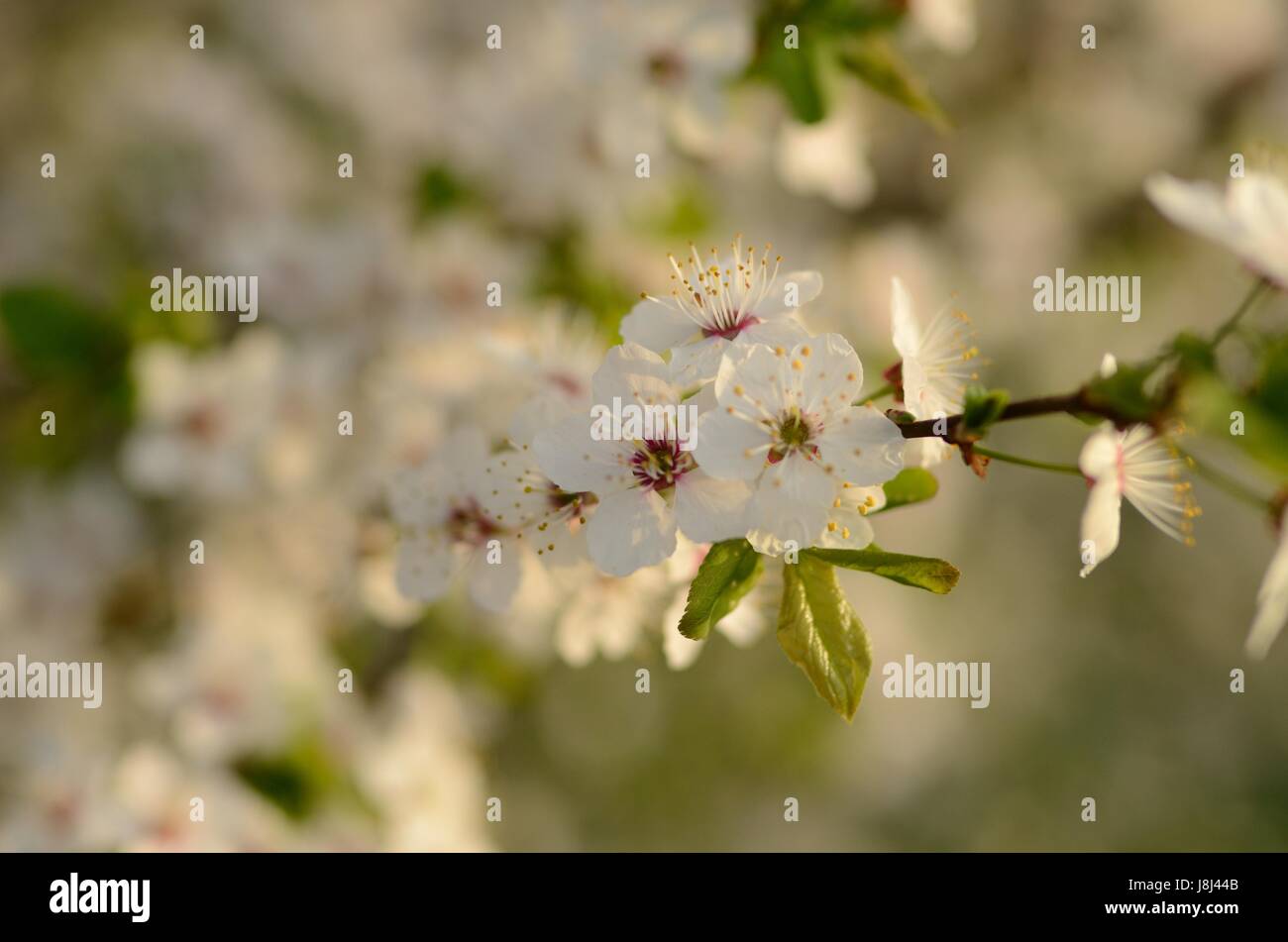 Beautiful Tree Flowers in the Spring Stock Photo - Alamy
