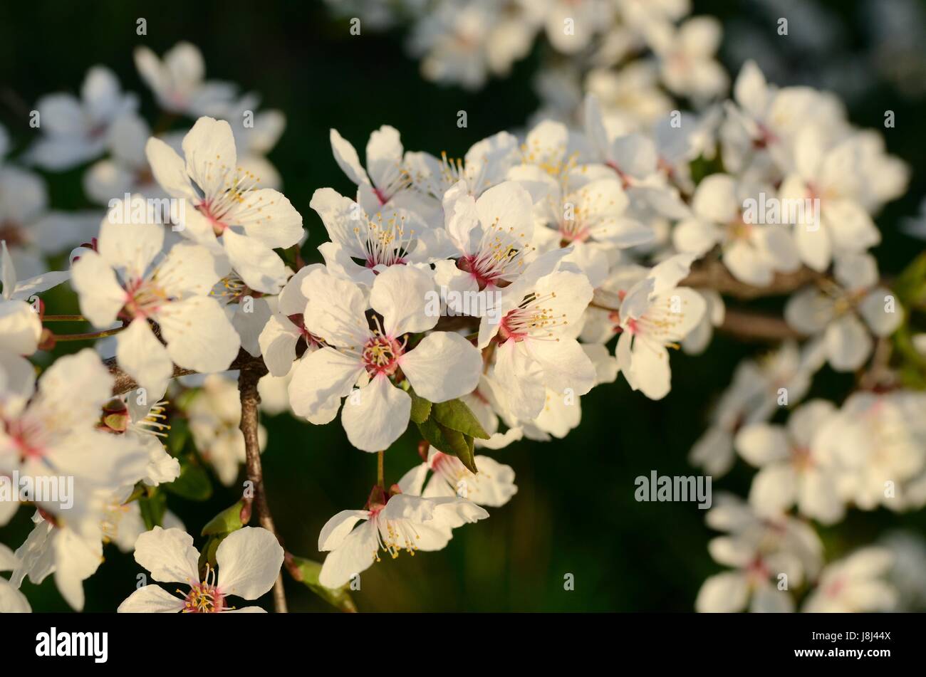 Beautiful Tree Flowers in the Spring Stock Photo - Alamy