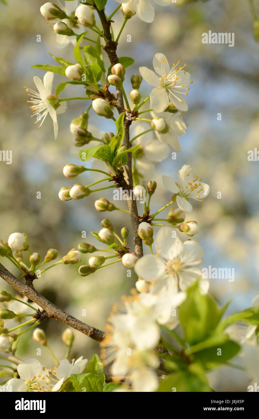 Beautiful Tree Flowers in the Spring Stock Photo - Alamy
