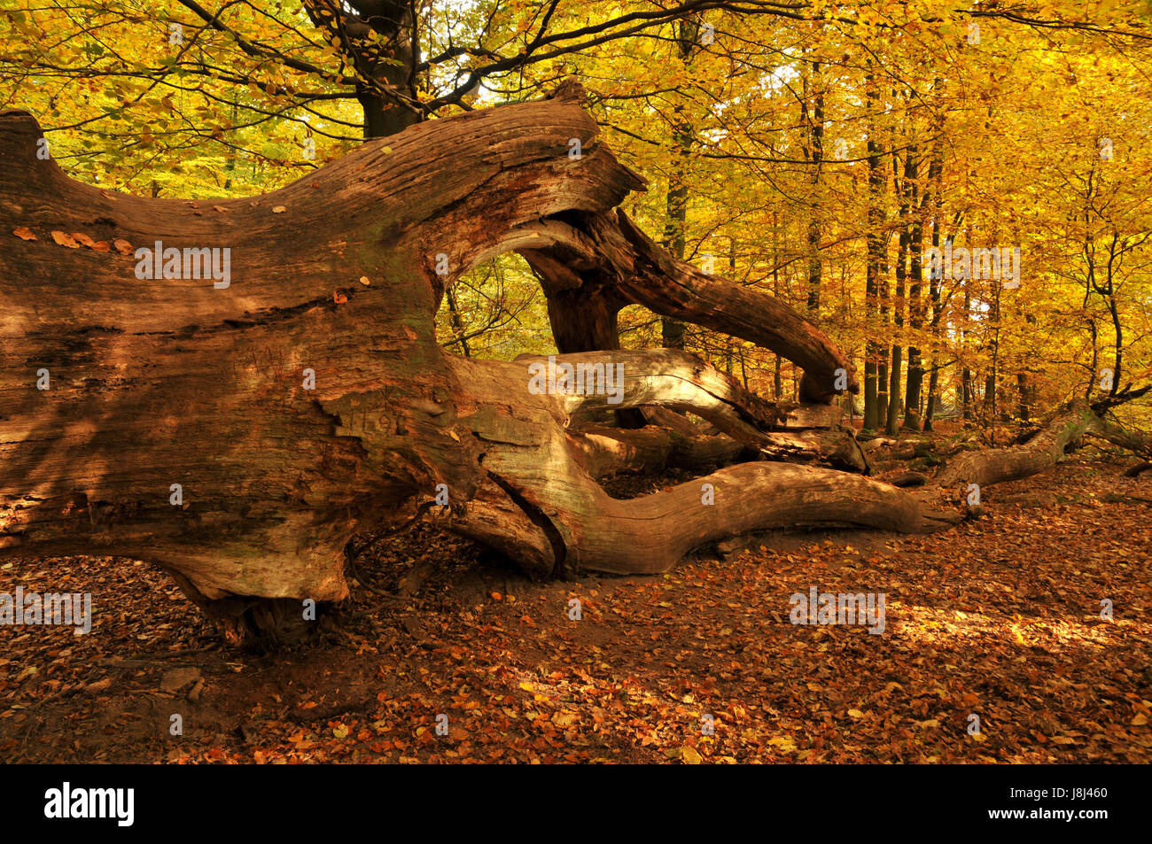 book, trunk, deciduous forest, beech forest, beech, copper beech, book ...