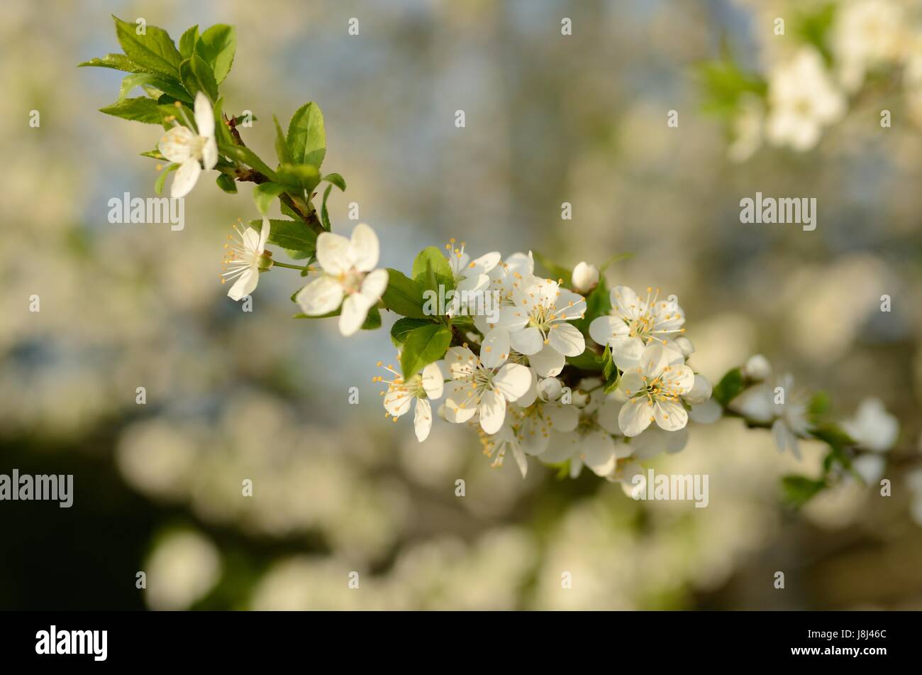 Beautiful Tree Flowers in the Spring Stock Photo - Alamy