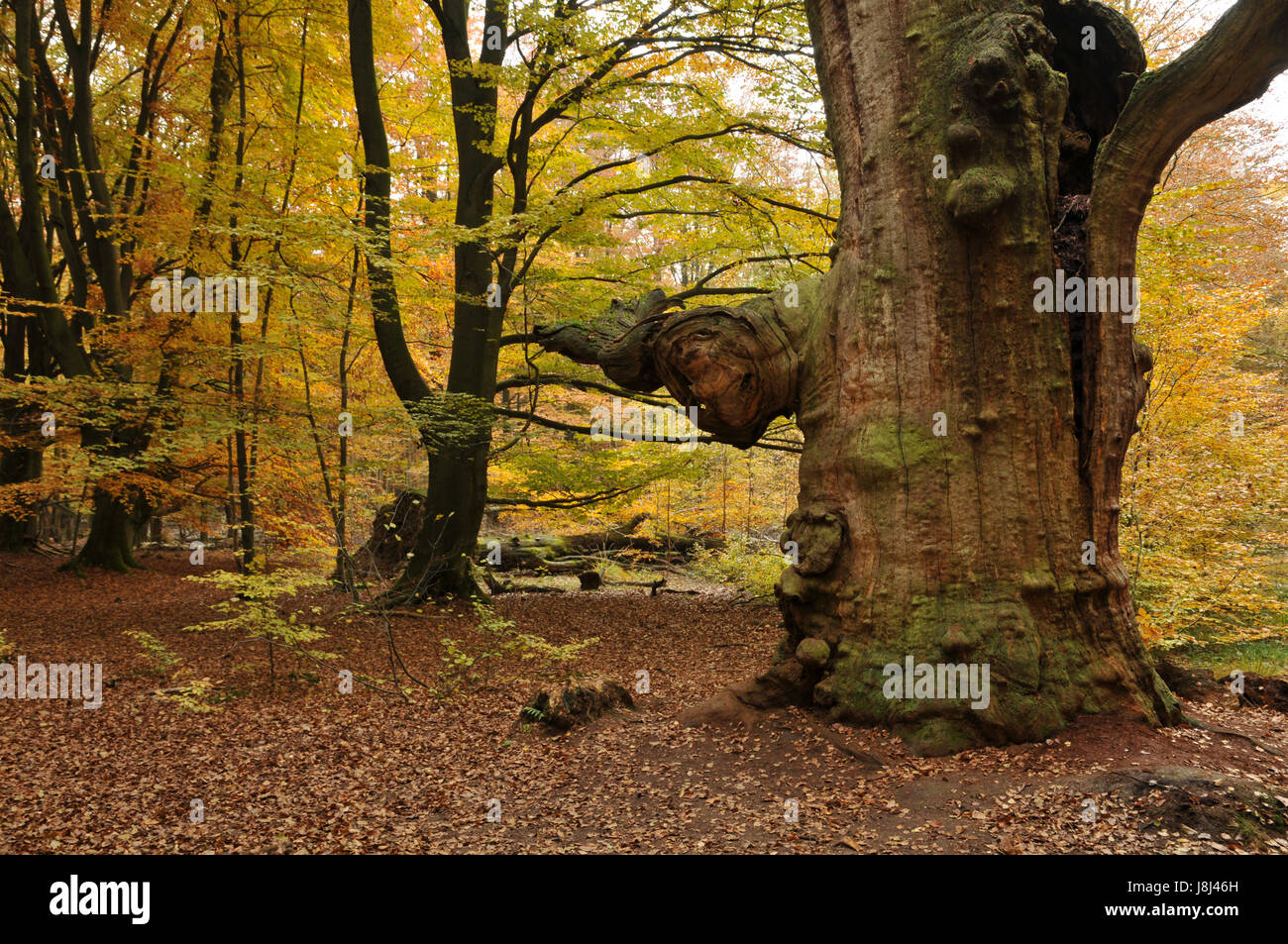 trunk, oak, beech forest, autumnal atmosphere, beech, forest, book ...