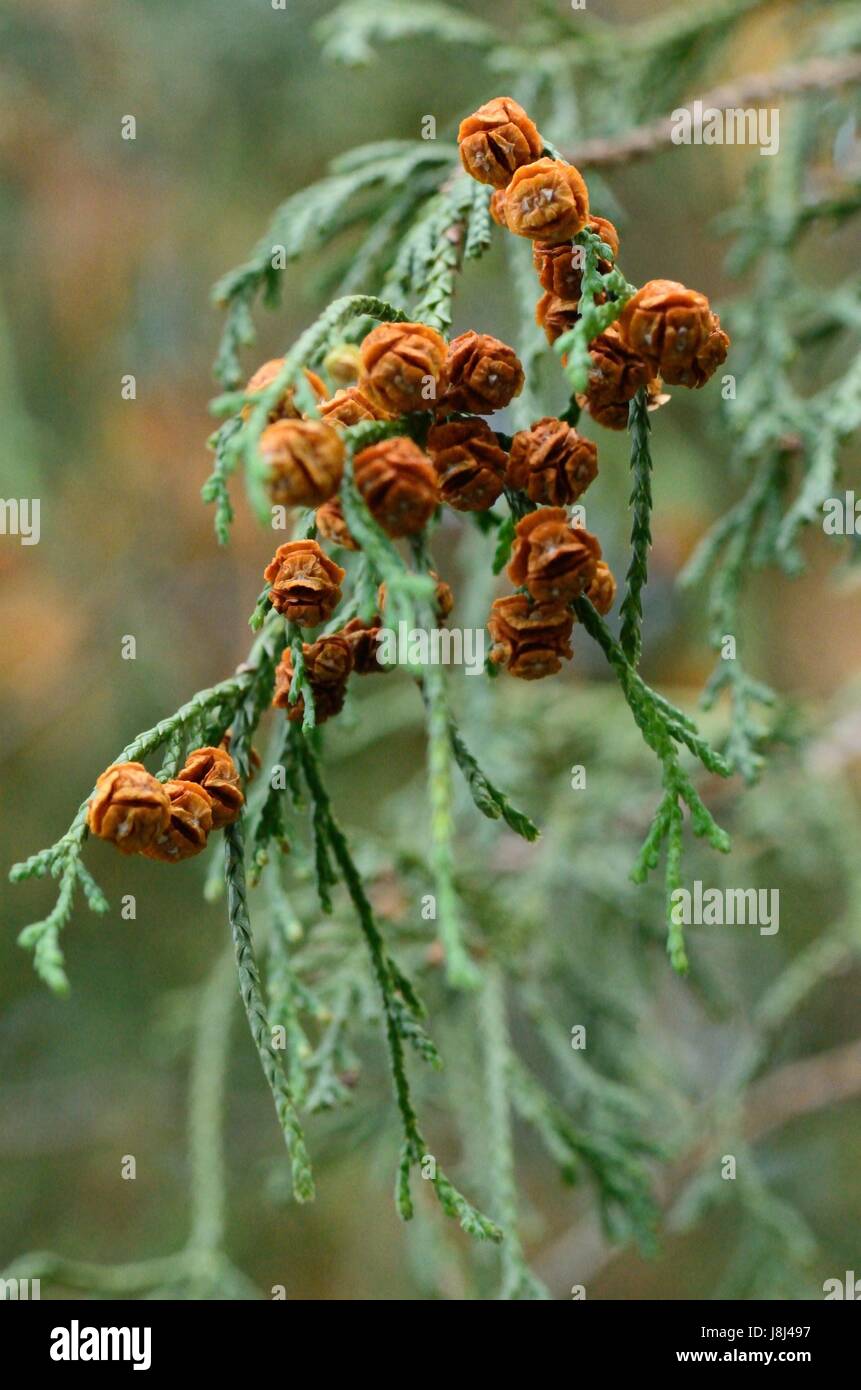 A Conifer Branch Stock Photo - Alamy