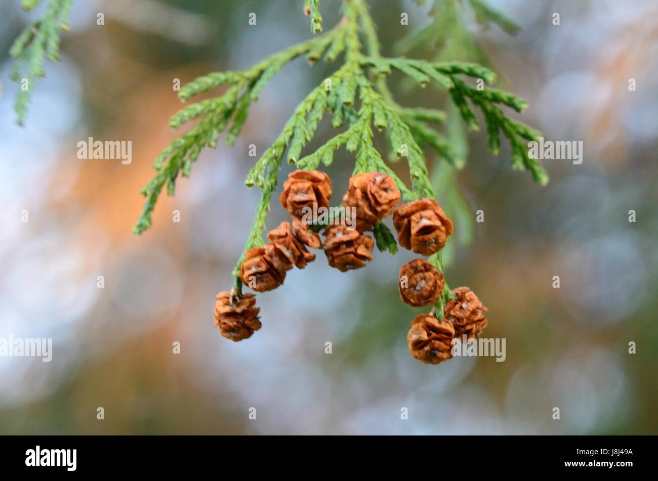 A Conifer Branch Stock Photo - Alamy
