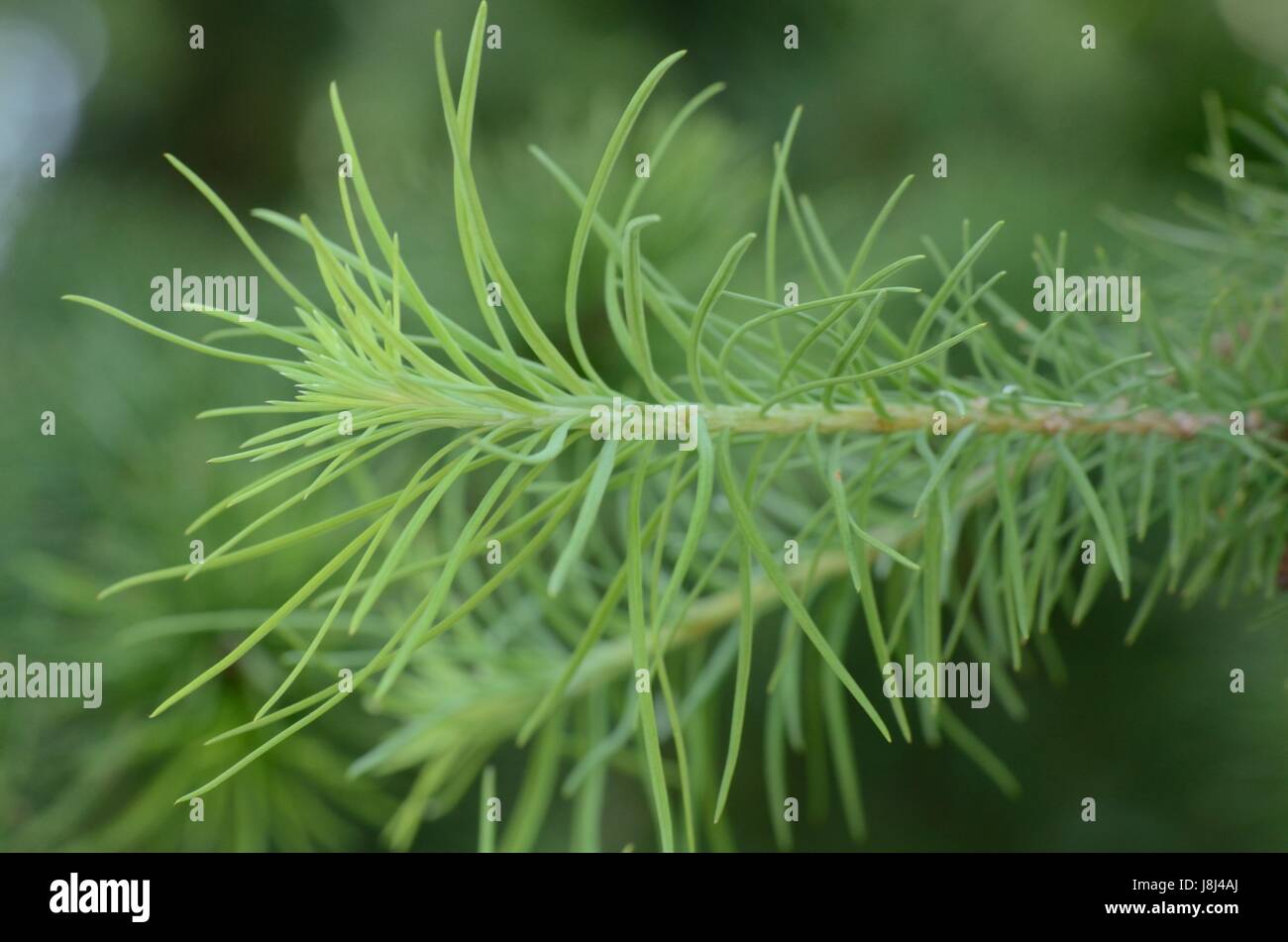 A Conifer Branch Stock Photo - Alamy