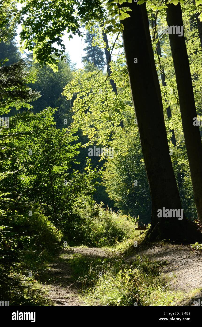 A Summer Forest Scenery Stock Photo - Alamy