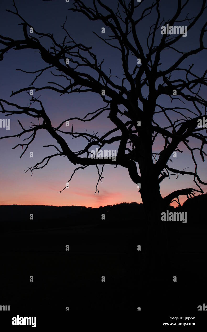 tree, sunset, dead, tree, sunset, fog, evening, counter-light, uncanny ...