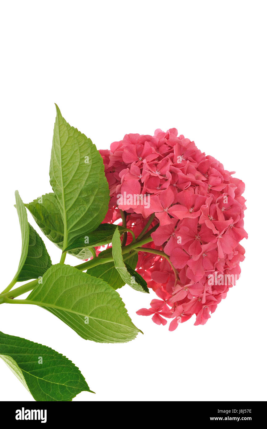 Flower flowers flowering shrub Cut Out Stock Images & Pictures - Alamy