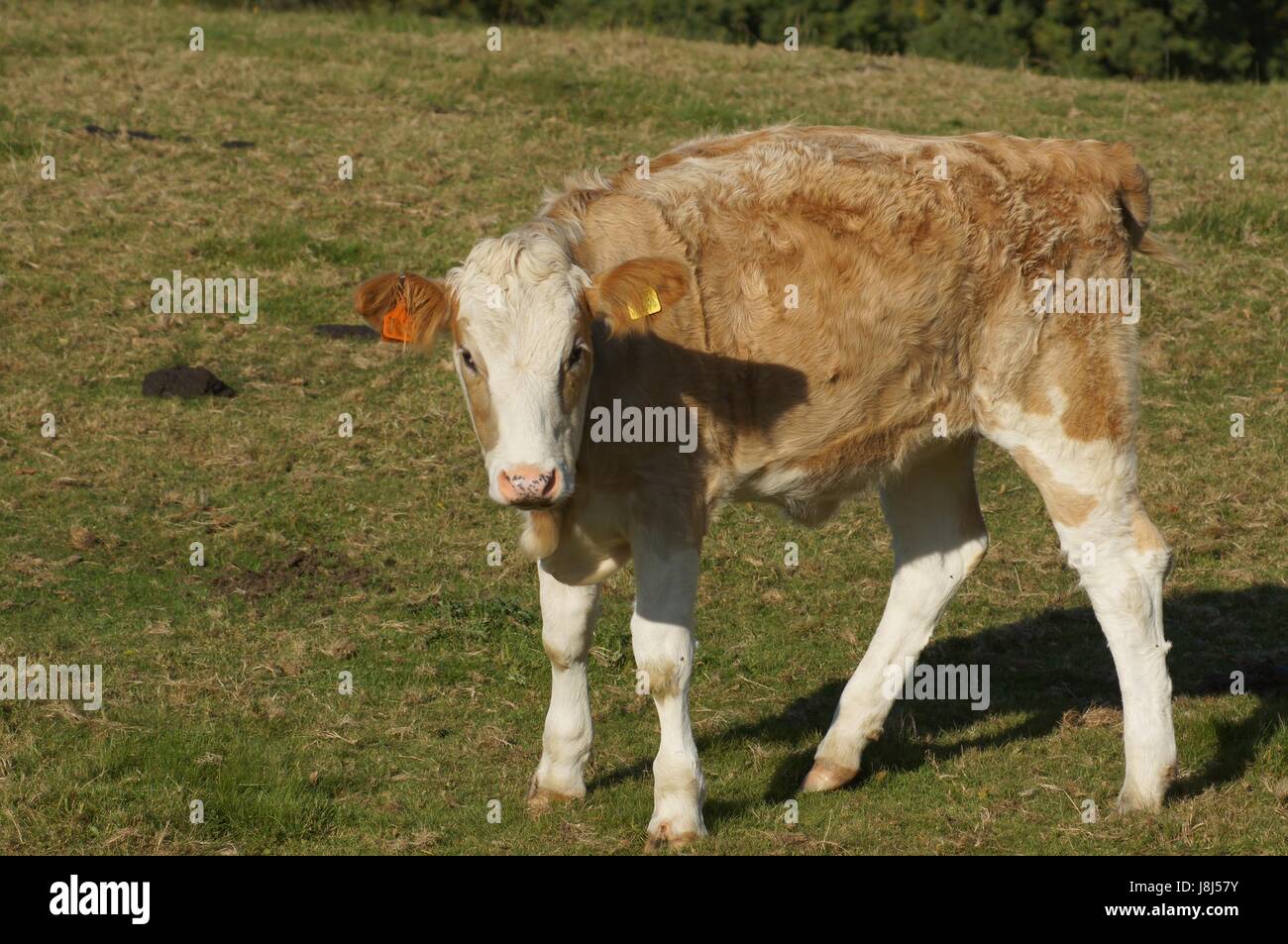 animal, brown, brownish, brunette, cow, farm, cattle, calf, white Stock ...