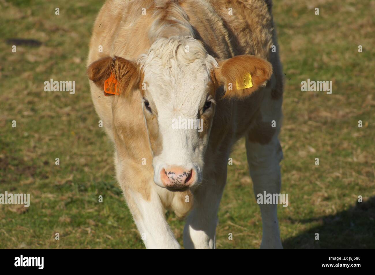 animal, brown, brownish, brunette, cow, farm, cattle, calf, white Stock ...