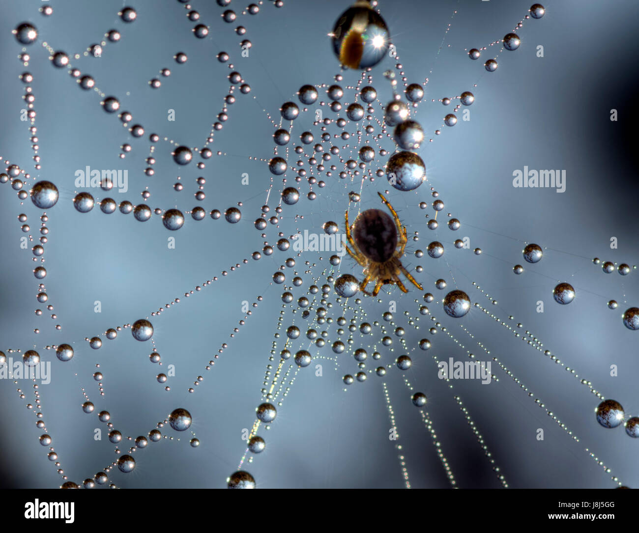 spider, wet, dew, morning, cobweb, rain, spiderweb, water, nature, net ...