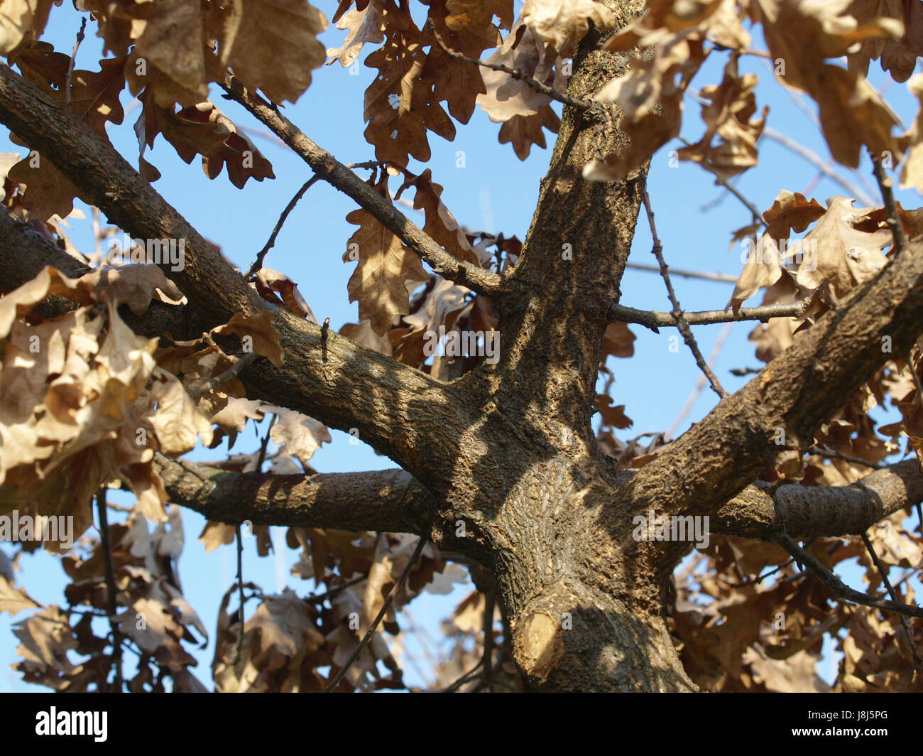 blue, brown, brownish, brunette, leaves, oak, below, foliage, nature ...