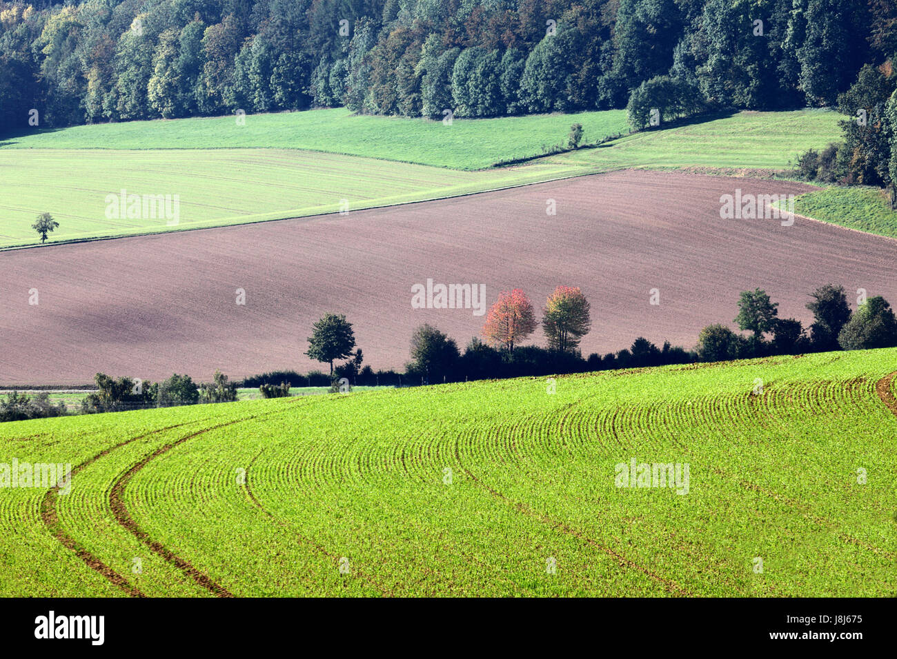 tree, field, acre, infield, differential, forest, line, fall, autumn ...