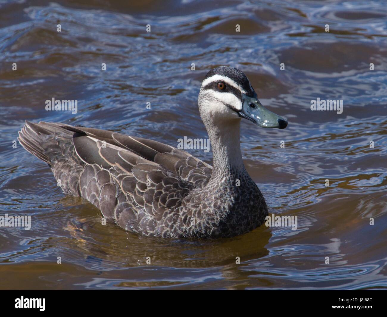 duck, water, bird, look, glancing, see, view, looking, peeking, looking ...