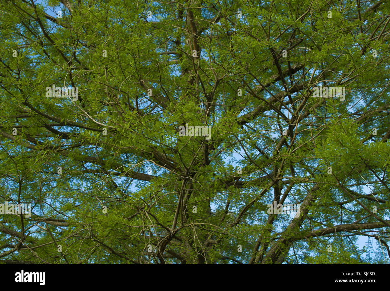 leaf, tree, leaves, branch, foliage, blue, leaf, tree, green, leaves, branch Stock Photo - Alamy