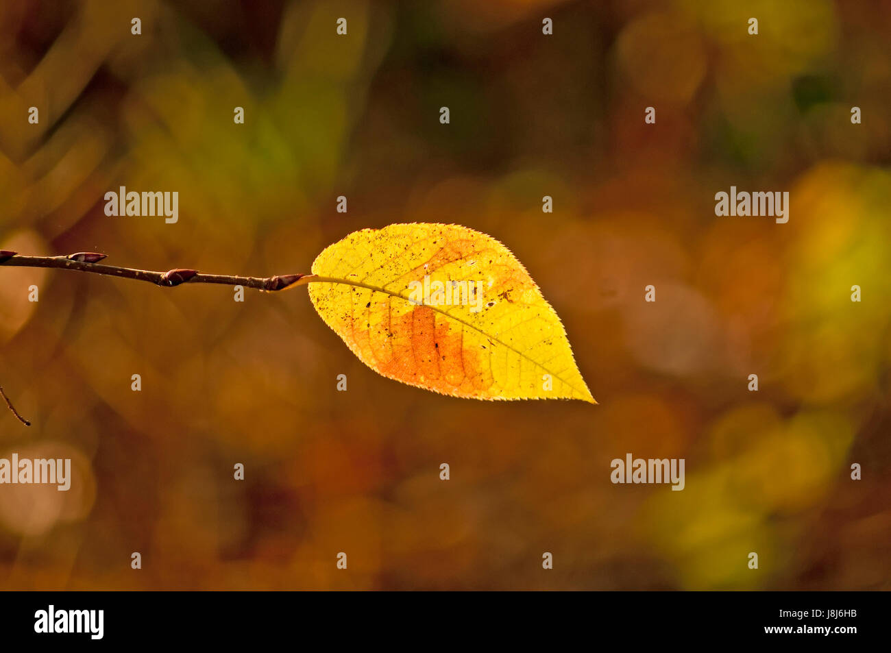 Discolored foliage hi-res stock photography and images - Alamy