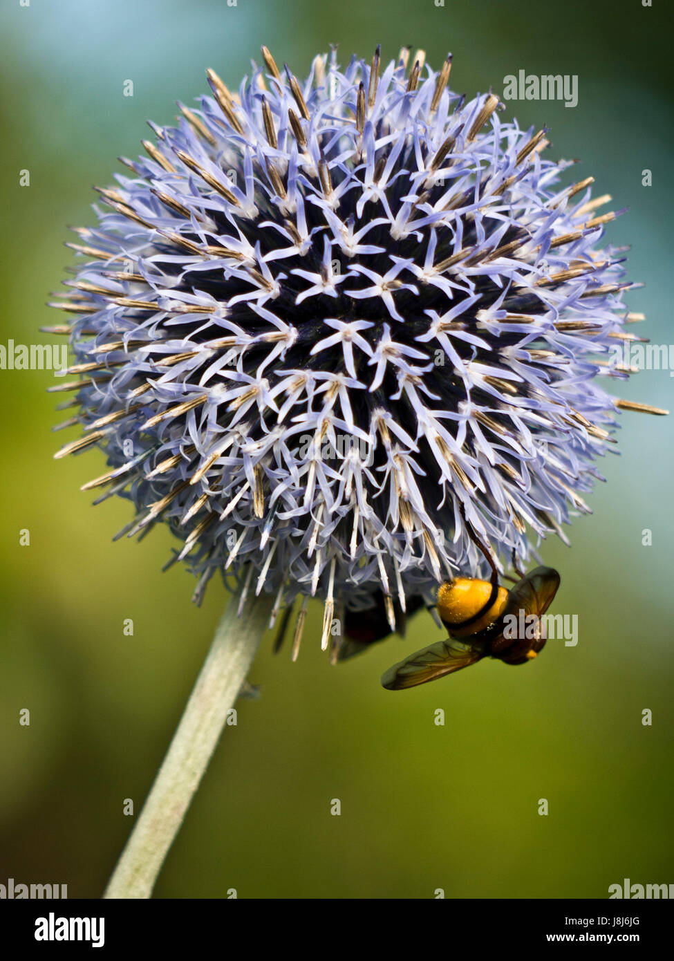 insect, summer, summerly, honeybee, bee, insect, botany, summer ...