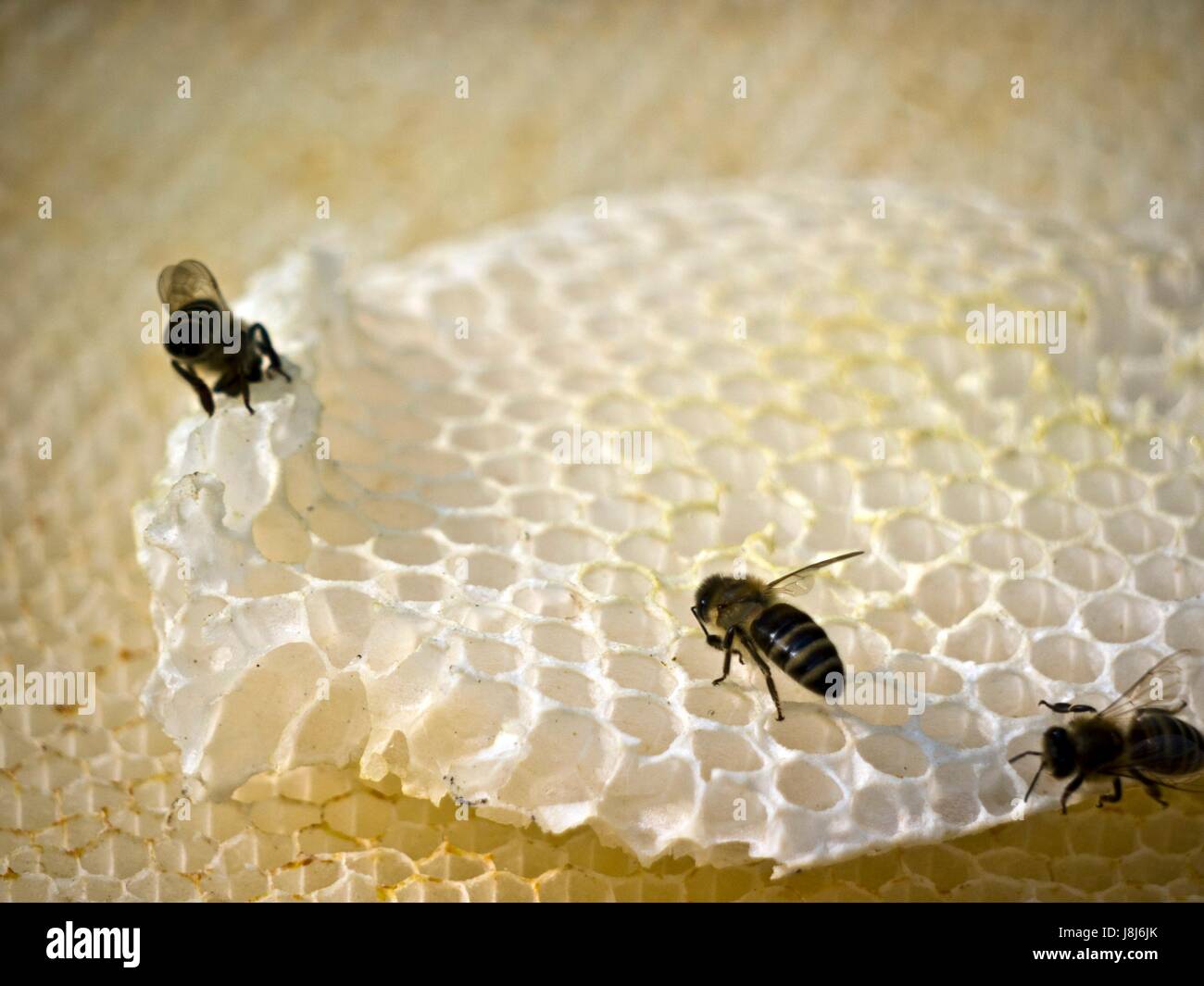 insect, summer, summerly, honeybee, bee, animal, insect, honeybee ...