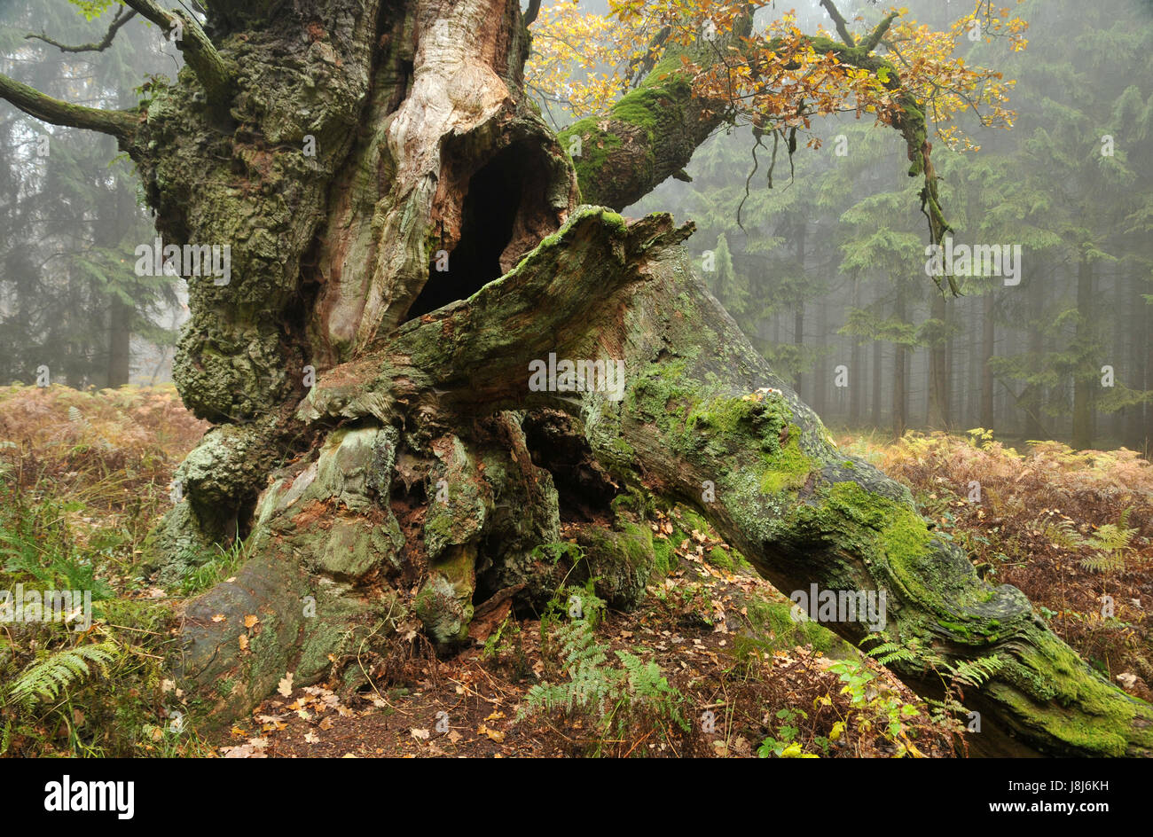 tree, trunk, oak, tree, trunk, virgin forest, fog, oak, branch, bark ...