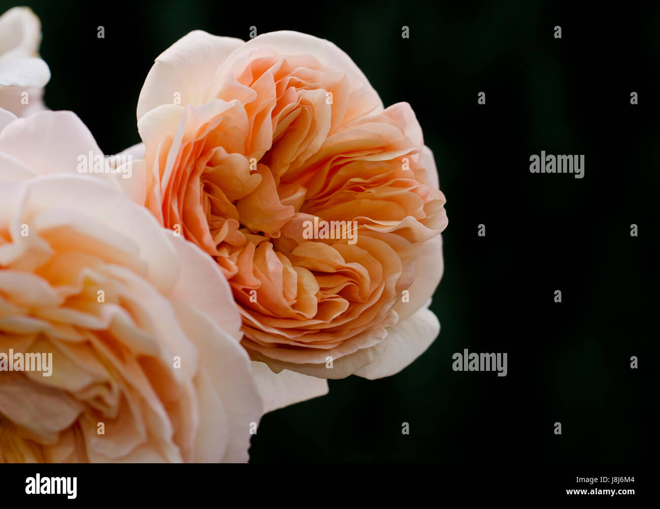 Charles austin hi-res stock photography and images - Alamy