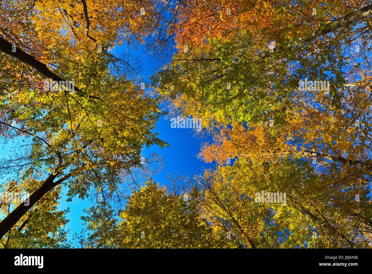 blue, beautiful, beauteously, nice, tree, trees, outdoor, sight, view ...