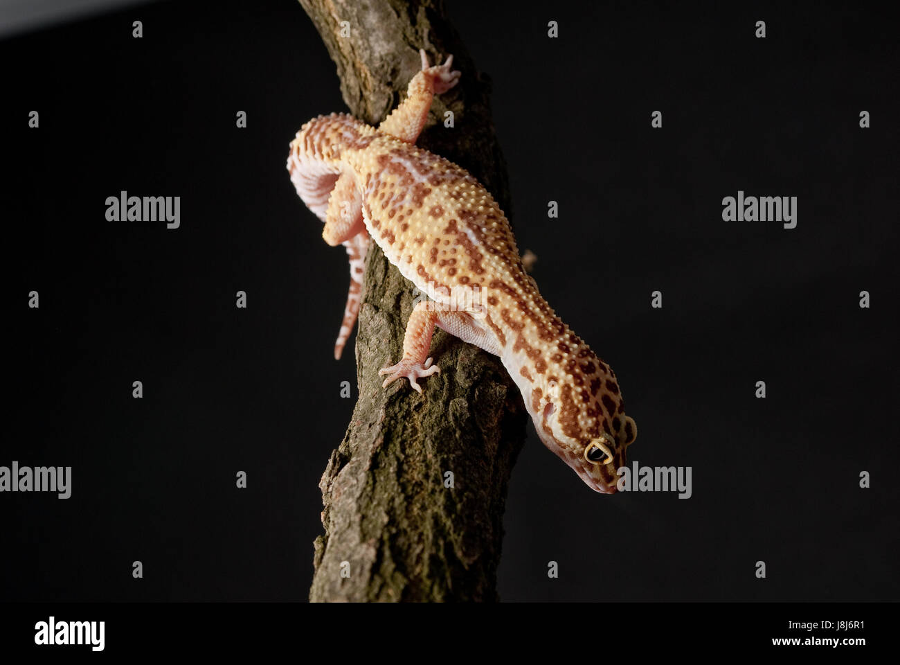 isolated, animal, pet, reptile, lizard, saurian, creature, wildlife ...