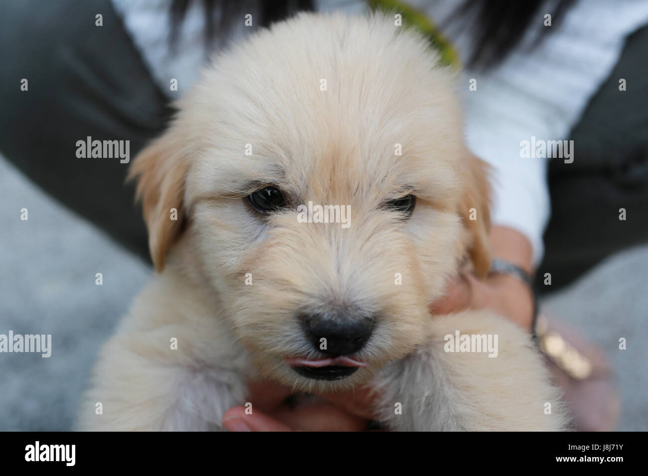 Brown puppy dog in the female hand Stock Photo - Alamy