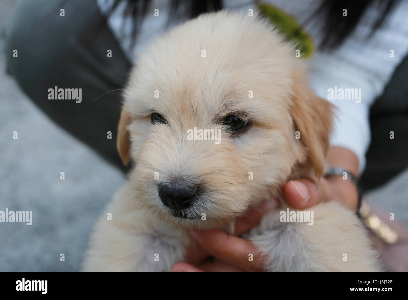 Brown puppy dog in the female hand Stock Photo - Alamy