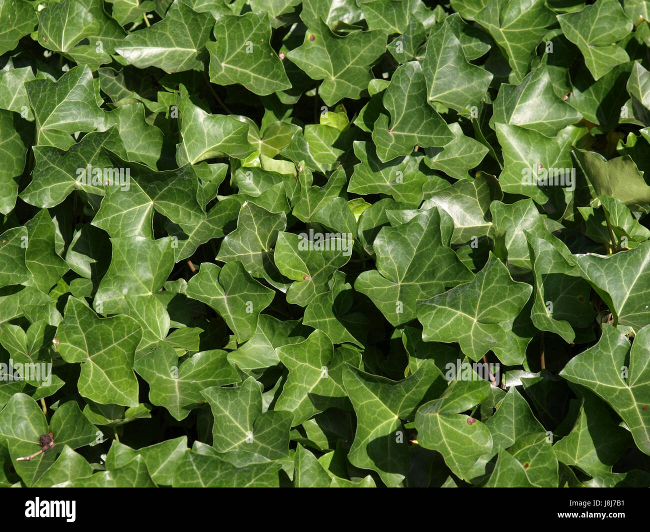 leaves, evergreen, rise, climb, climbing, ascend, uphill, tread ...
