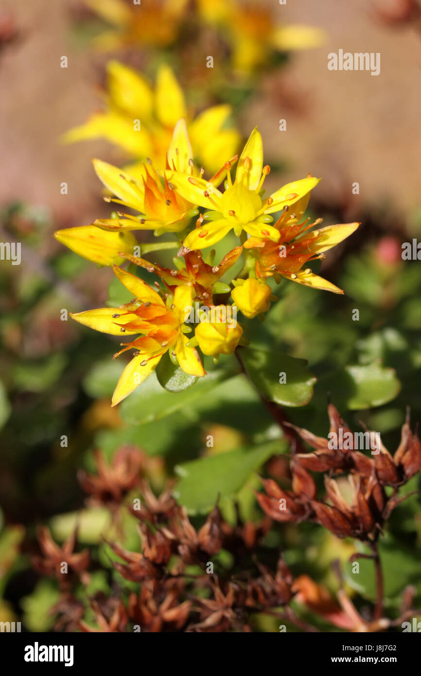 blossoms, golden, bleed, yellow, blossoms, umbel, golden, radial, shrub ...