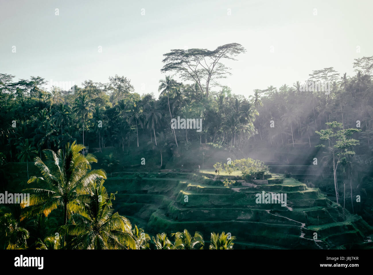 Rice terrace in Ubud, Bali Stock Photo - Alamy