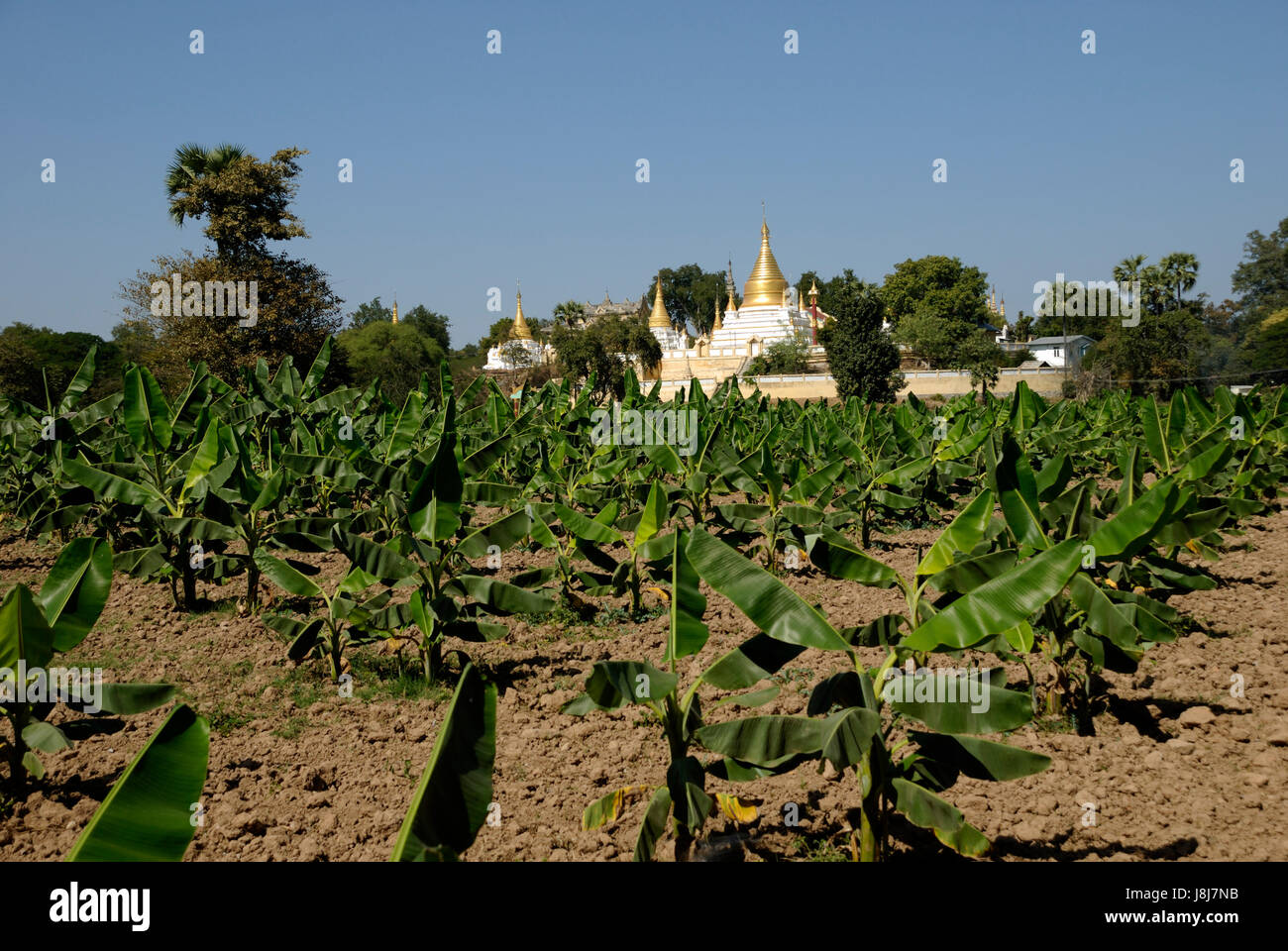 myanmar, burma, banana plantation, blue, plant, green, asia ...