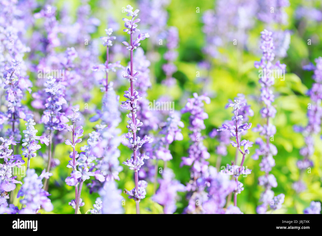 Lavender flowers blooming in the garden for design nature background ...