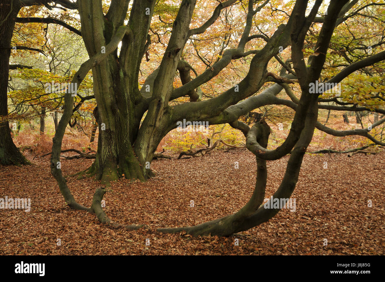 book, deciduous forest, beech forest, beech, copper beech, book, tree ...