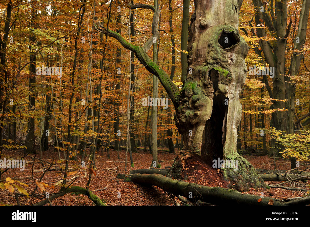 book, virgin forest, oak, deciduous forest, beech forest, beech, book ...