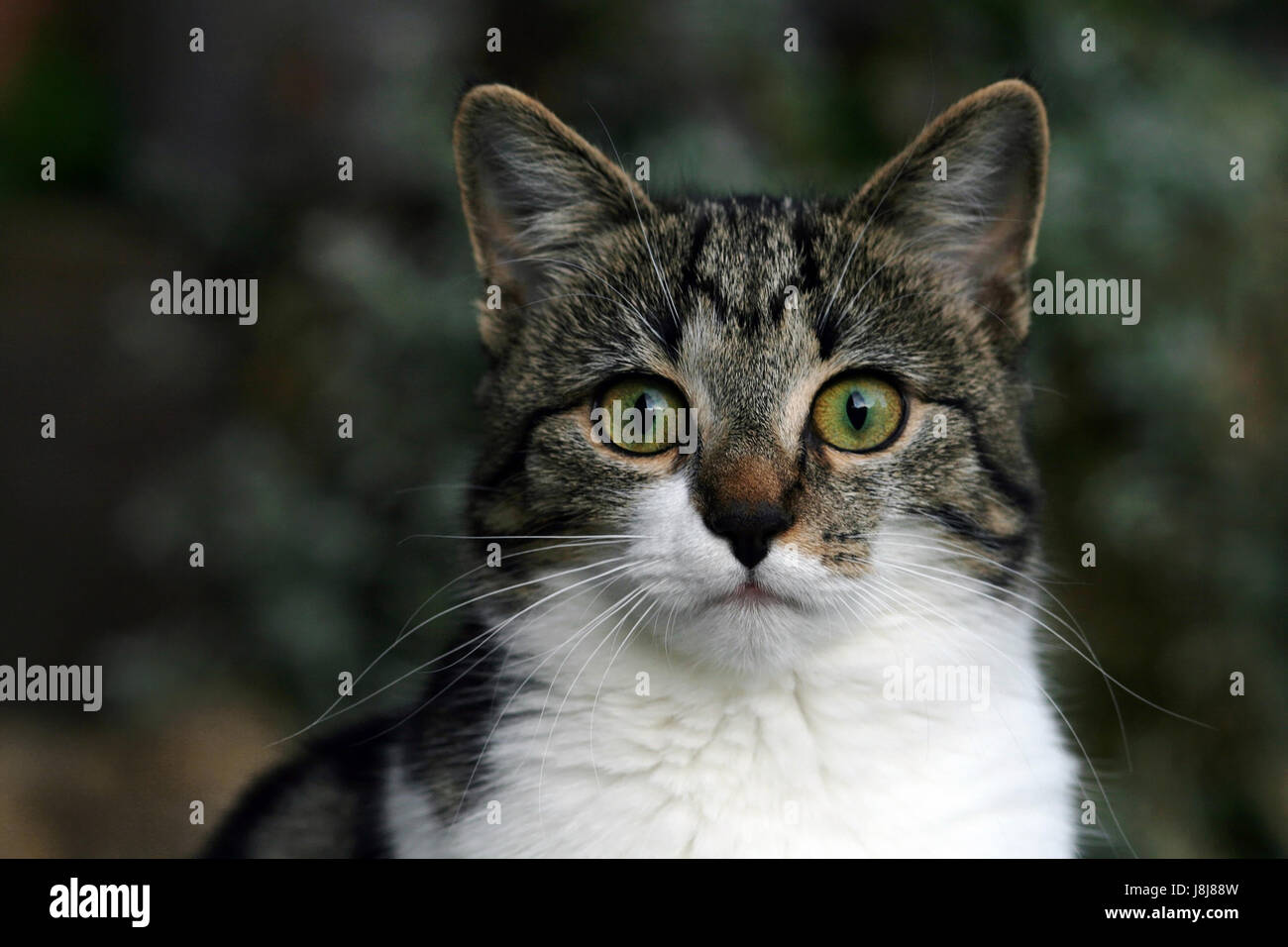 curiosity, curious, nosey, nosy, eyes, look, glancing, see, view ...
