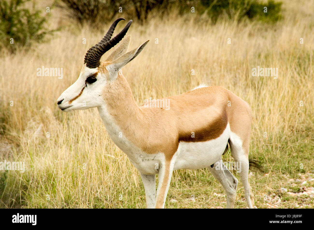park, animal, mammal, wild, africa, namibia, horn, bush, wildlife ...