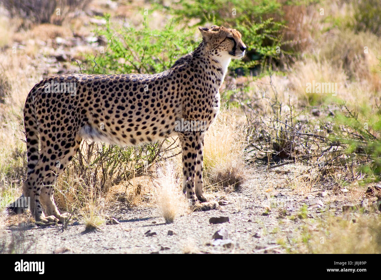 danger, animal, mammal, africa, portrait, big cat, feline predator, fur ...