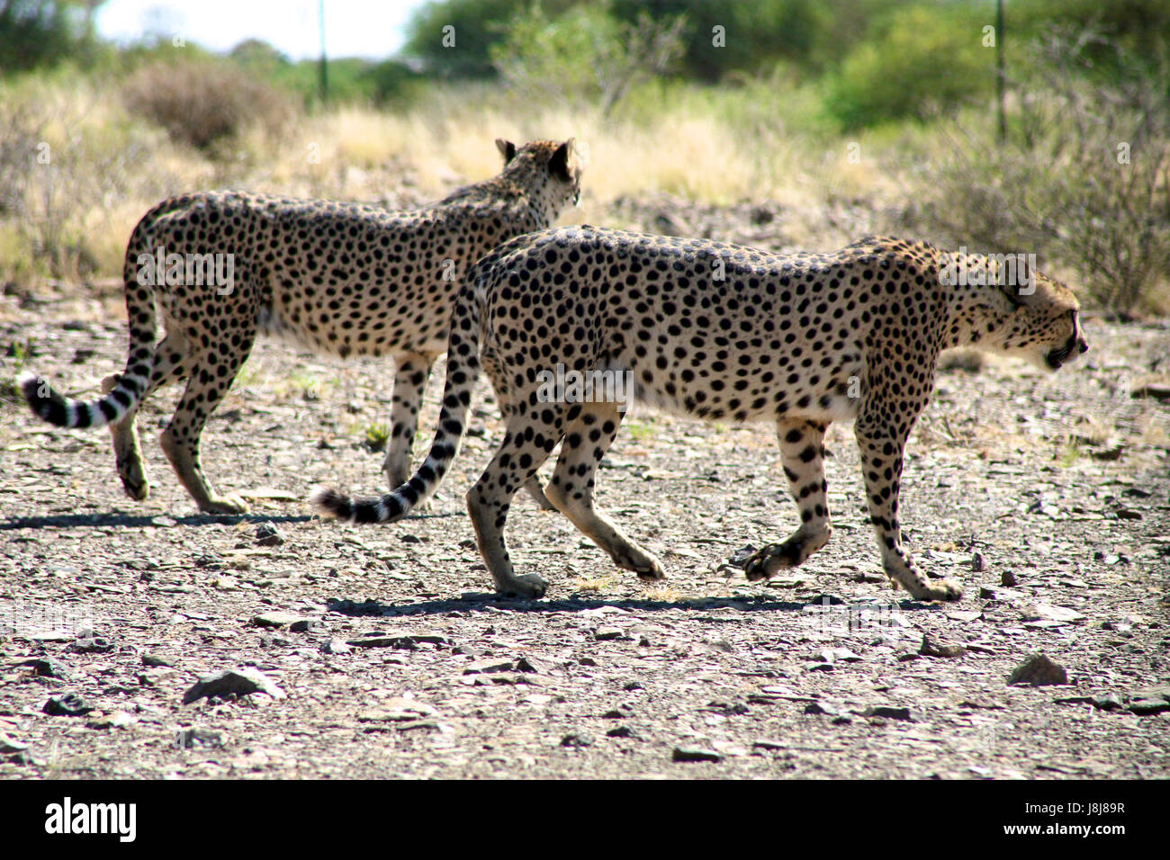 danger, animal, mammal, africa, portrait, big cat, feline predator, fur ...