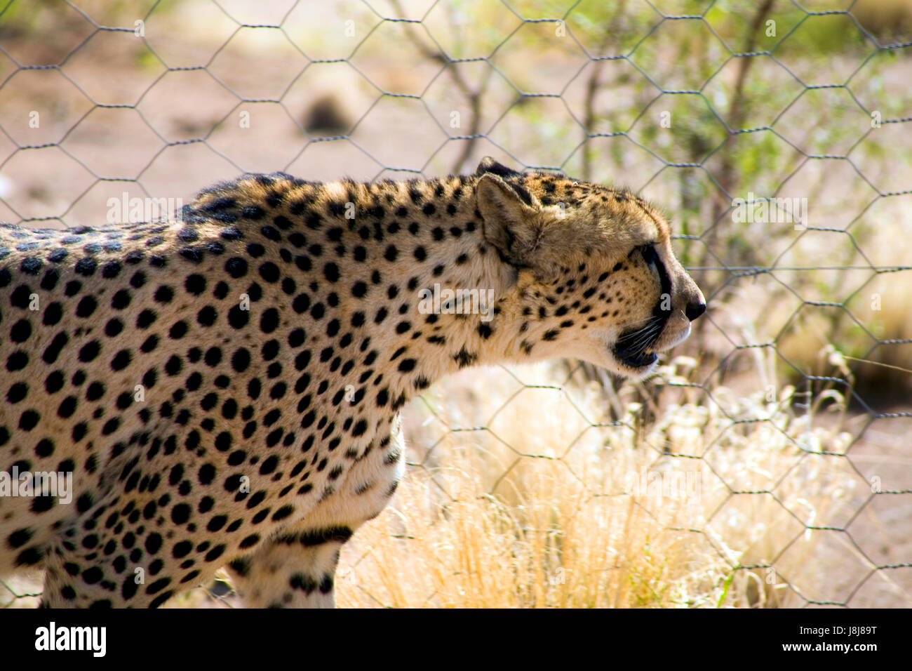 danger, animal, mammal, africa, portrait, big cat, feline predator, fur ...