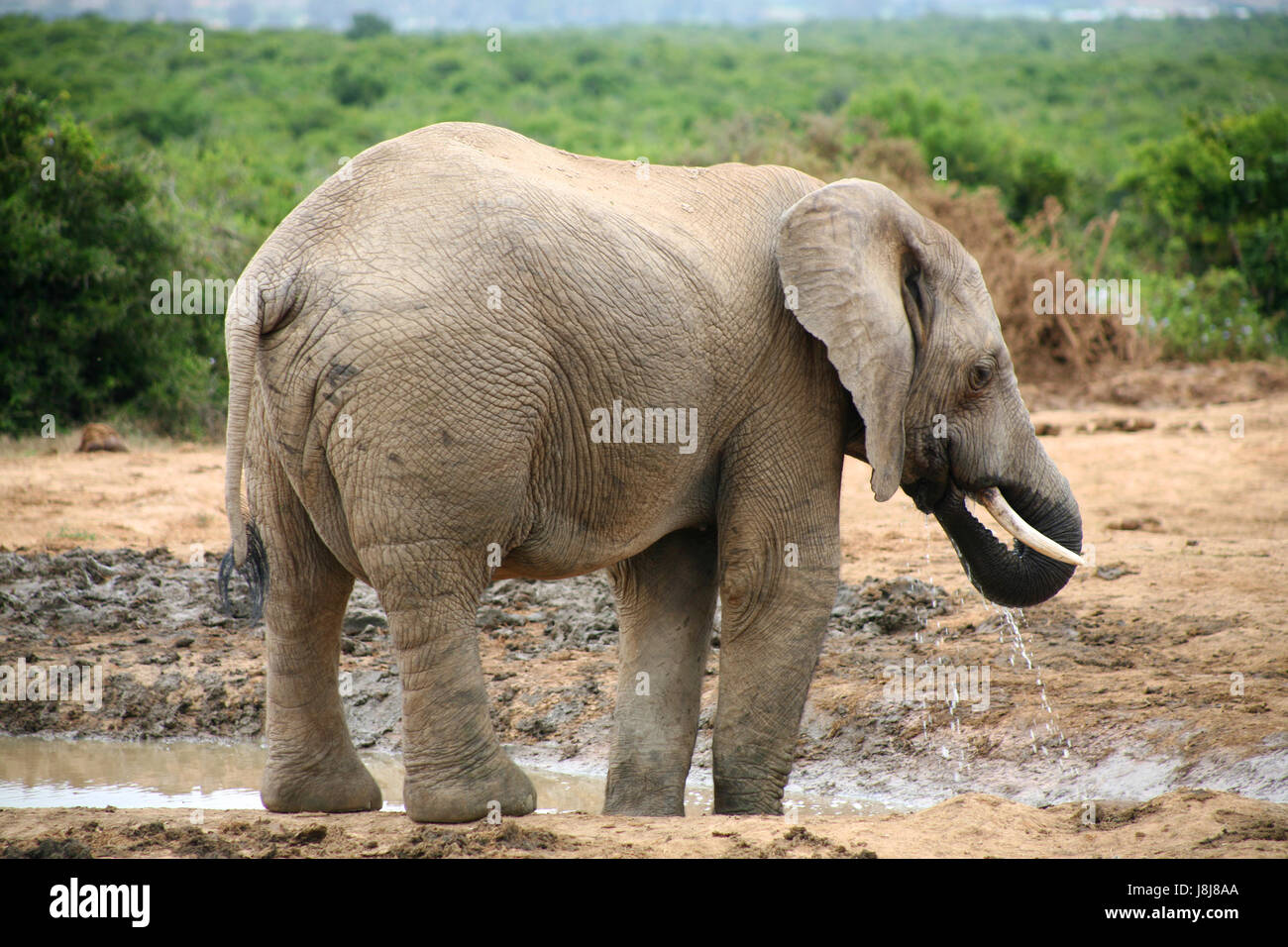 big, large, enormous, extreme, powerful, imposing, immense, relevant ...